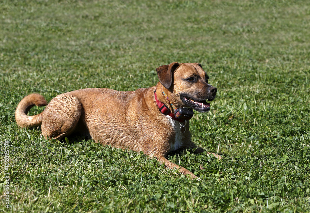 Rhodesian Ridgeback Boxer Mix