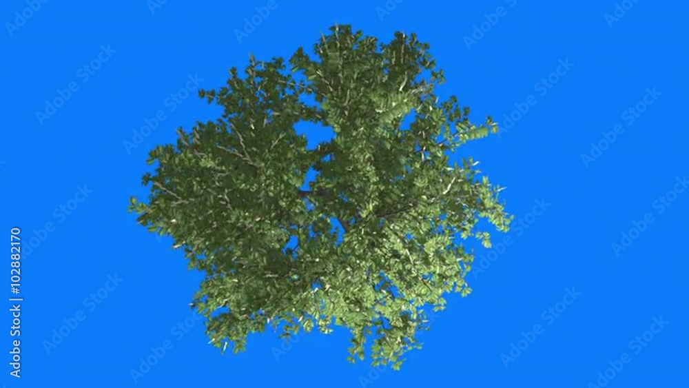 Hook-Thorn Cromakey Senegalia Caffra Chroma Key Alfa Blue Background ...