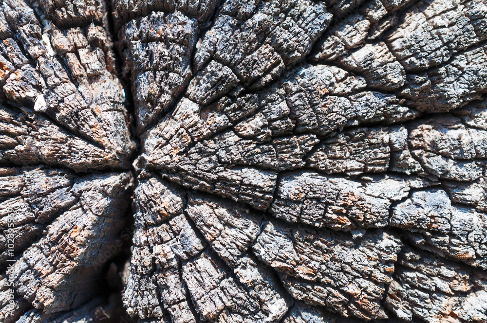 The surface of the wooden butt logs Stock Photo | Adobe Stock