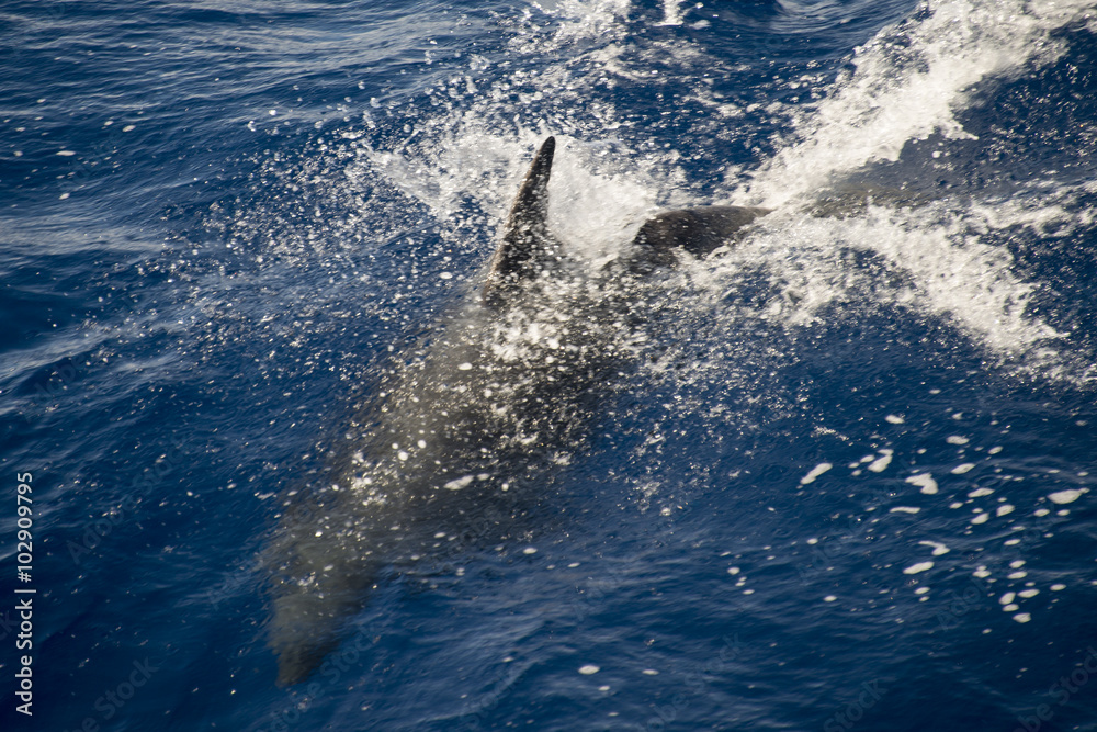 Grand dauphin, poisson ventouse, Tristan da Cunha, Océan Atlantique Sud ...