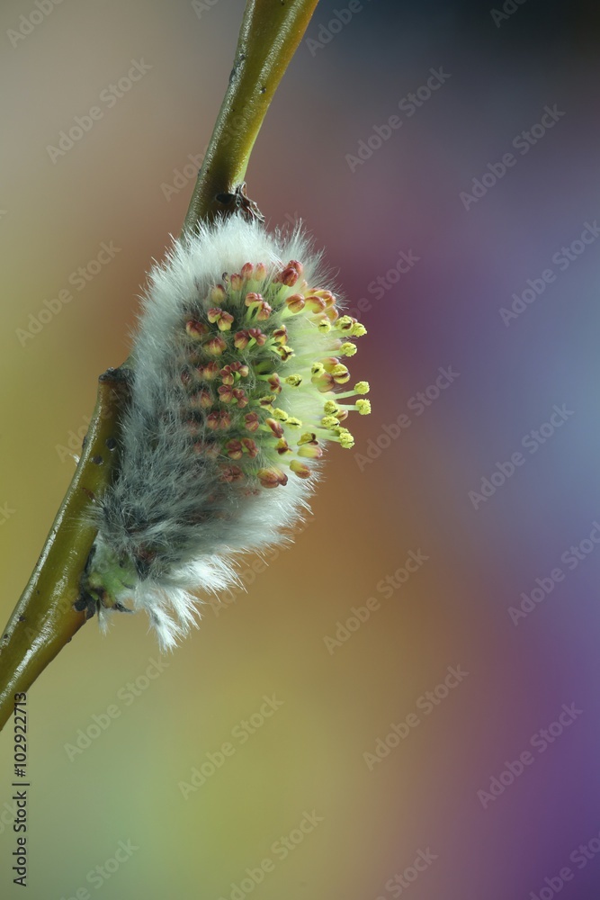 Stockfoto Flowering willow. Beautiful catkin of Tea-leaved Willow ...
