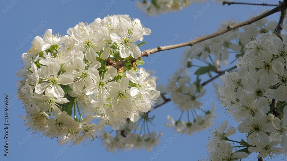 Cherry tree branch blossom against blue sky early spring 4K 2160p ...