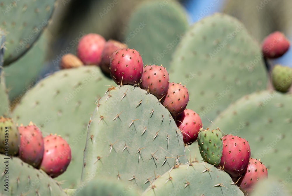 Opuntia ficus-indica is a species of cactus that has long been a ...