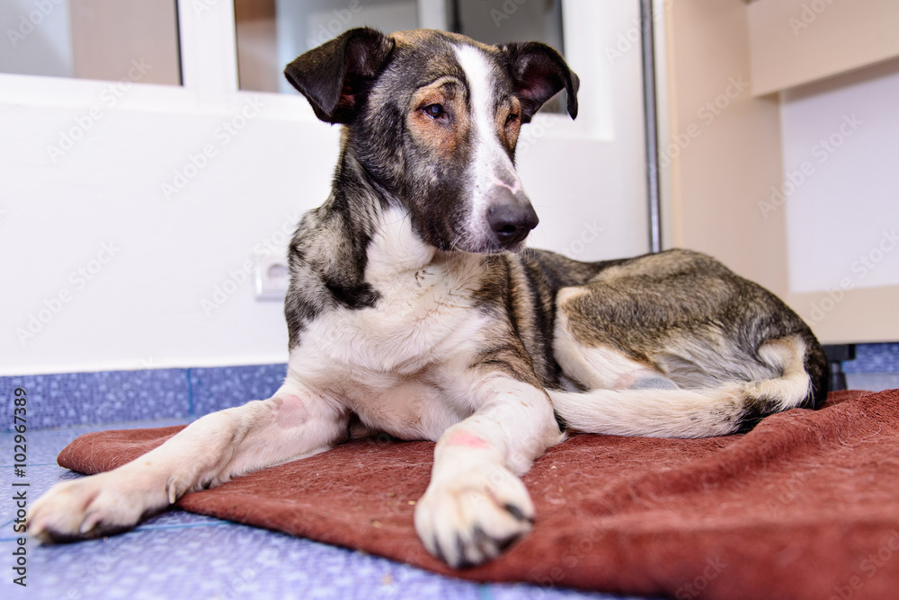 dog with amputated paw Stock Photo | Adobe Stock