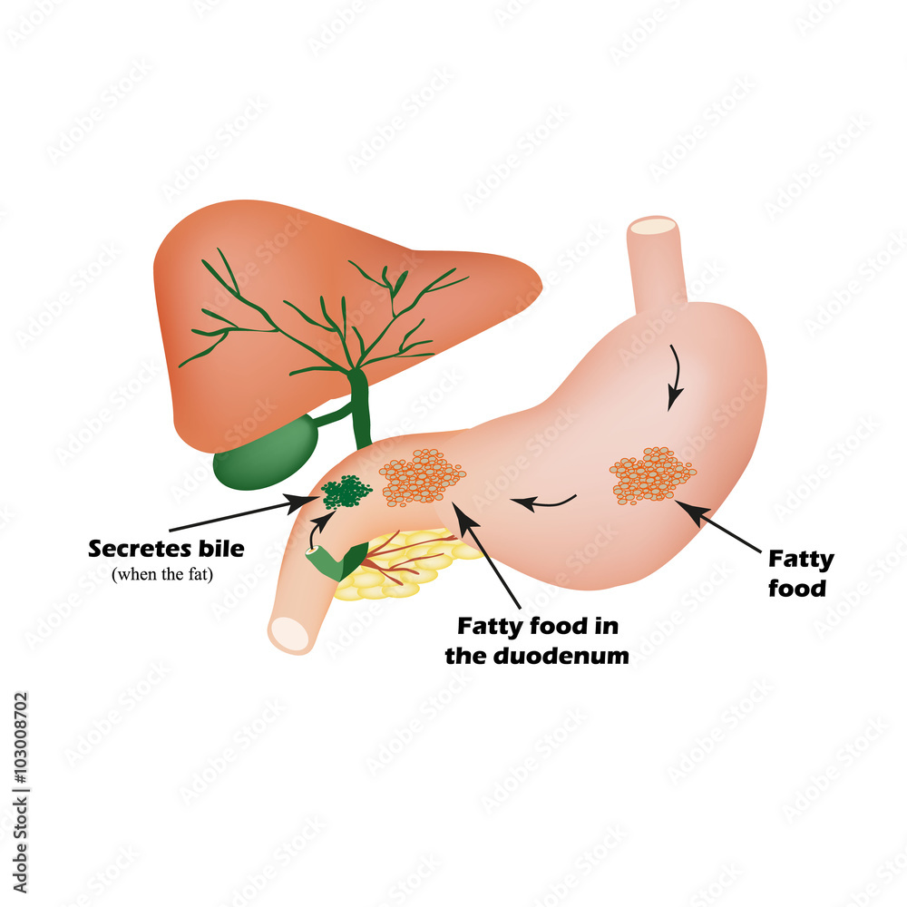 Digestive organs. Digestive apparatus. Bile for the digestion of fatty ...