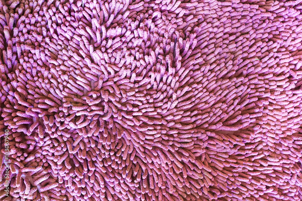 Purple carpet texture. Stock Photo | Adobe Stock