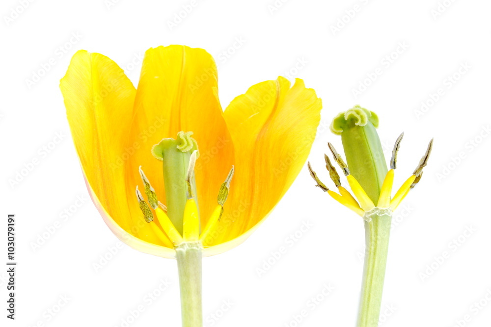 The reproductive parts of a tulip flower on white background Stock ...