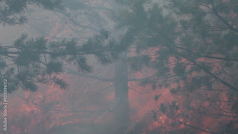 Inside dark and smoky environment of forest fire. This wood fire ...