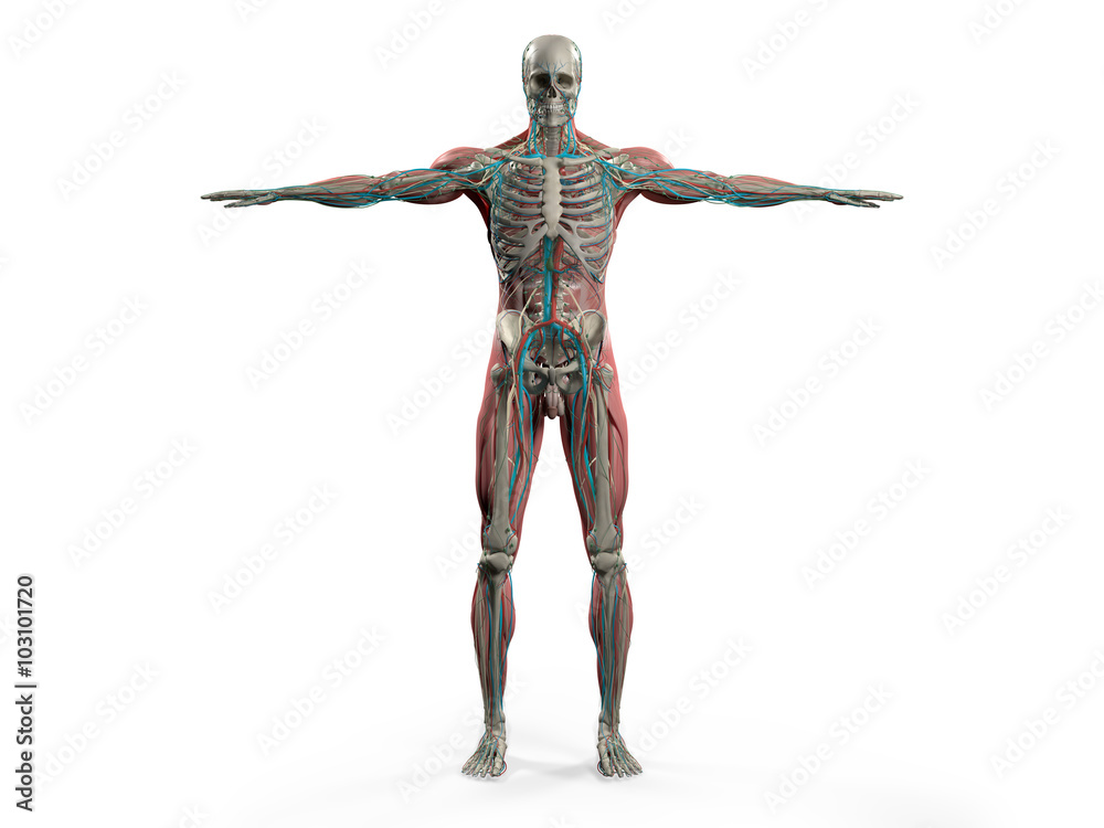 Human anatomy showing back full body, head, shoulders and torso, bone ...