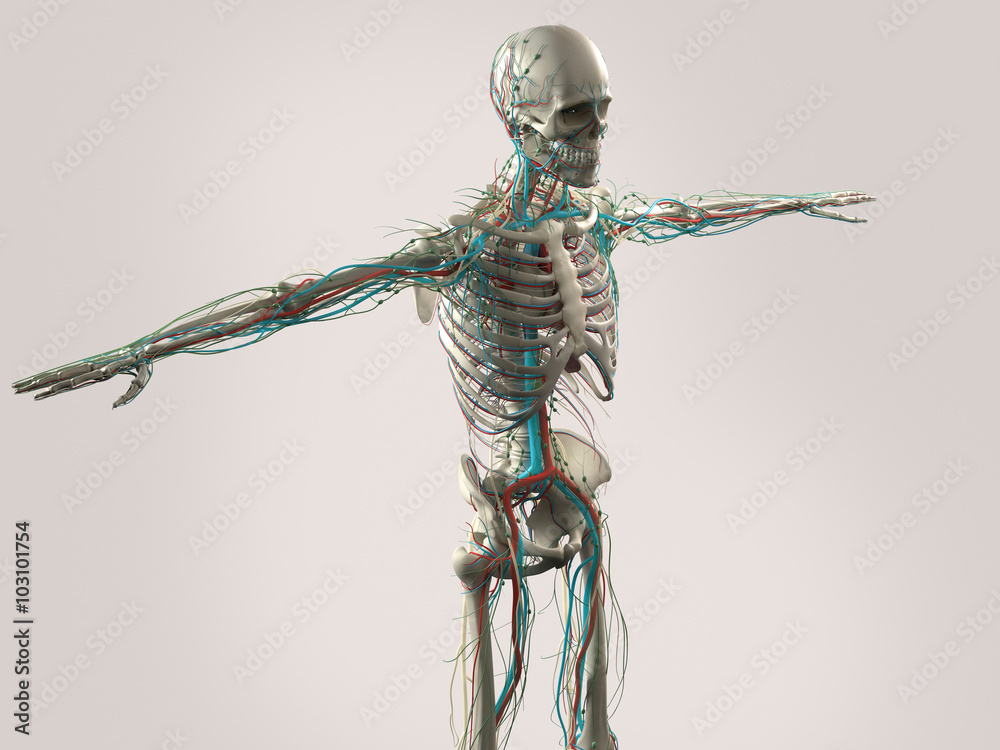 Human anatomy showing face, head, shoulders and torso , bone structure ...