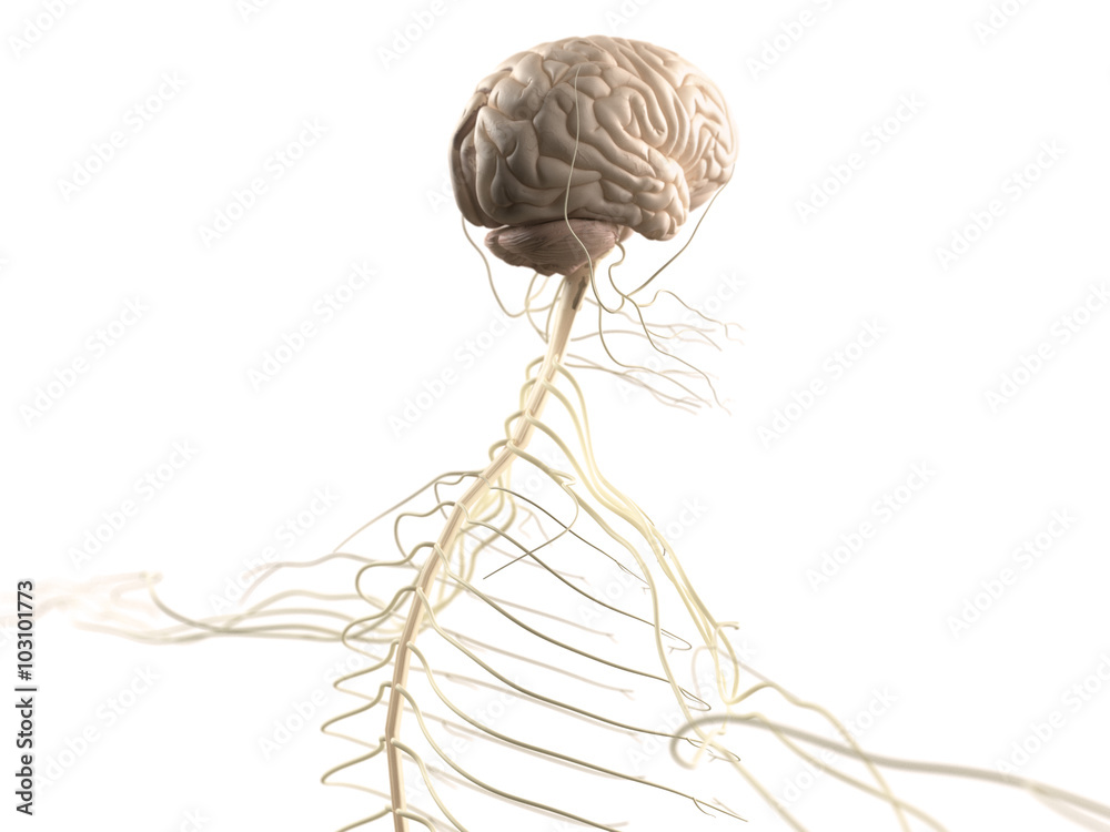 Human anatomy side view of torso. Vascular system and organs. On black ...