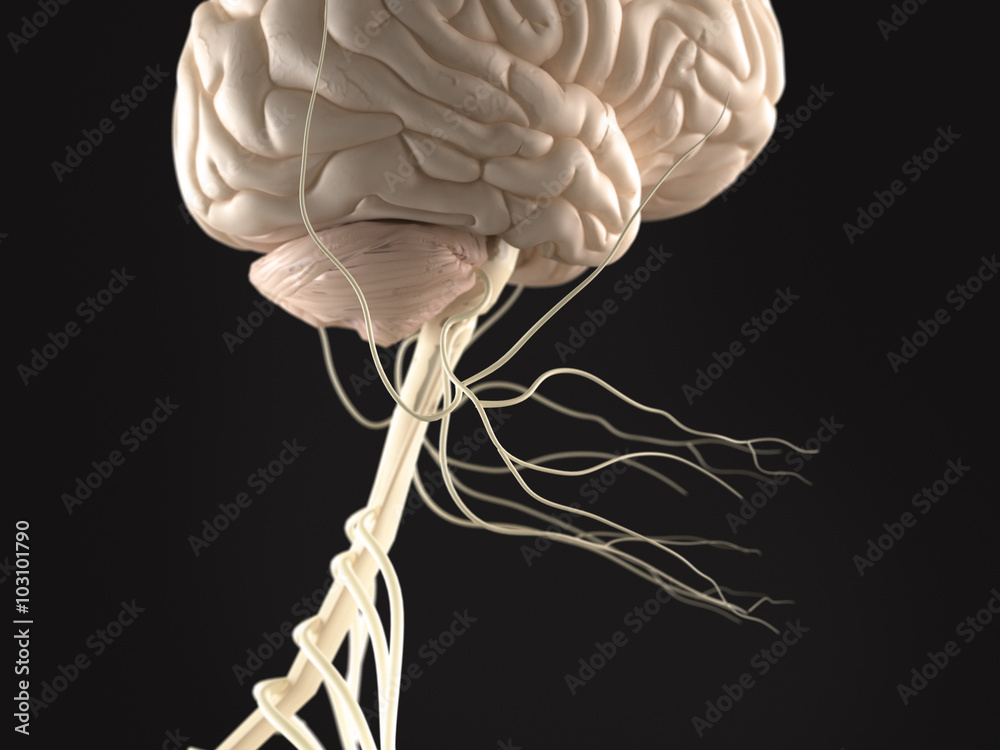 Human anatomy side view of torso. Vascular system and organs. On black ...