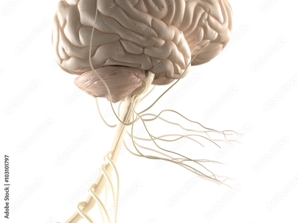 Human anatomy side view of torso. Vascular system and organs. On black ...