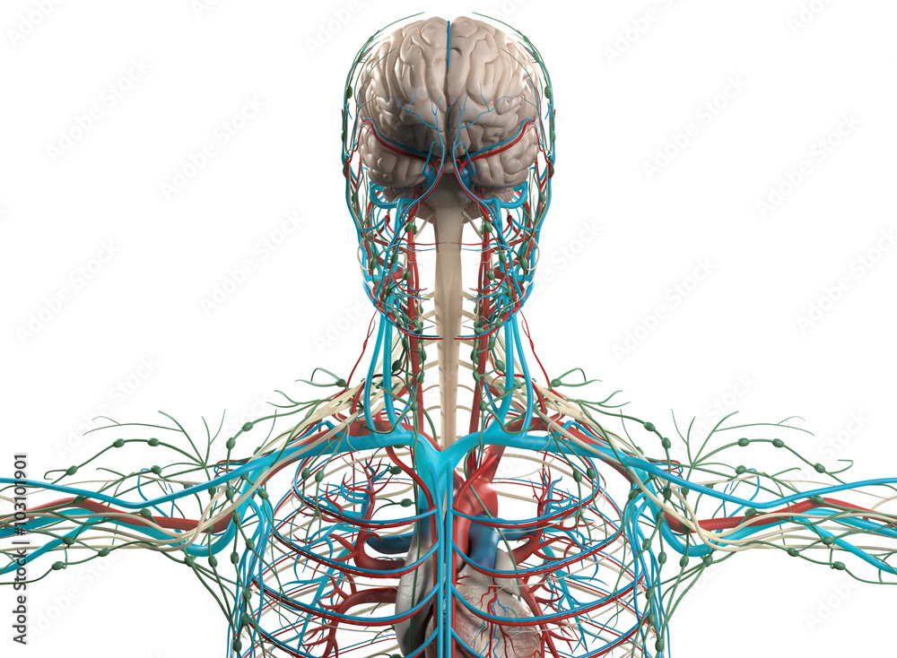 Human anatomy showing face, head, shoulders and torso, bone structure ...