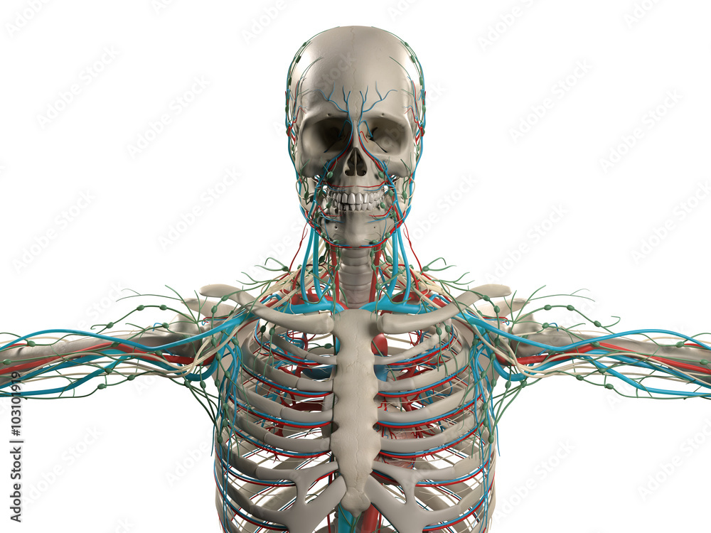 Human anatomy showing head, shoulders and torso, bone structure and ...