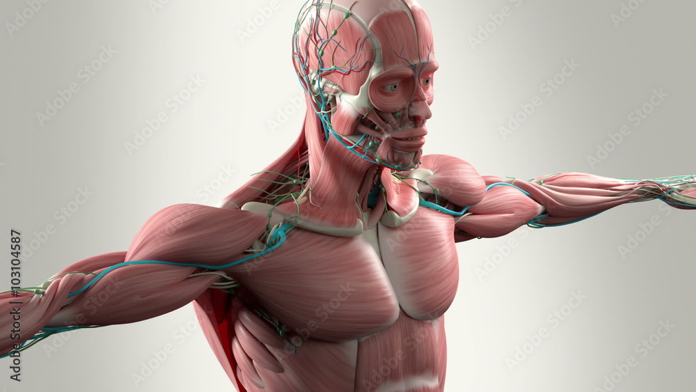 Human anatomy showing face and shoulders, with an animation of ...
