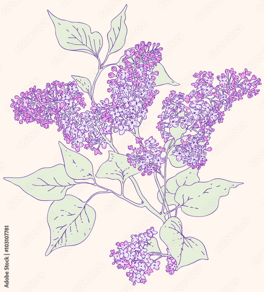 Lilac. Branch. Stock Vector | Adobe Stock