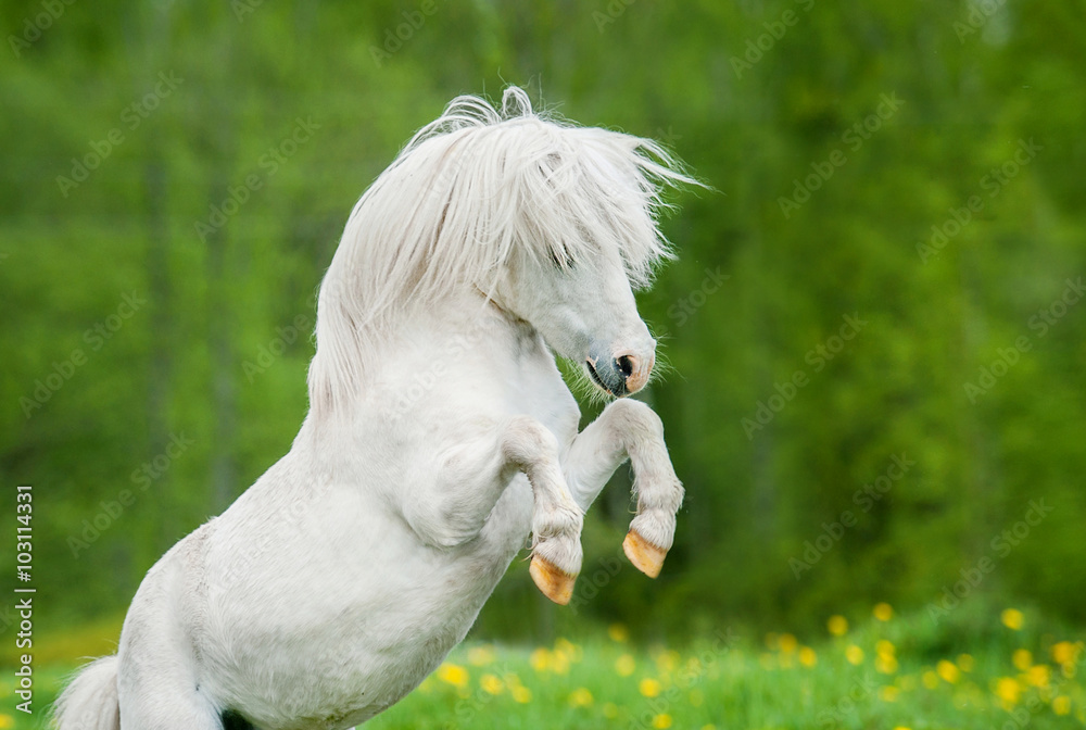 Portrait of beautiful white shetland pony rearing up on its hind legs ...