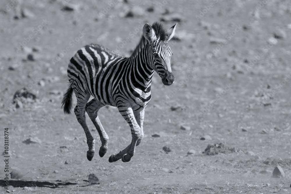 Zebra Running Away