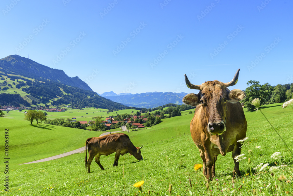 Weidewirtschaft im idyllischen Allgäu Stock-Foto | Adobe Stock