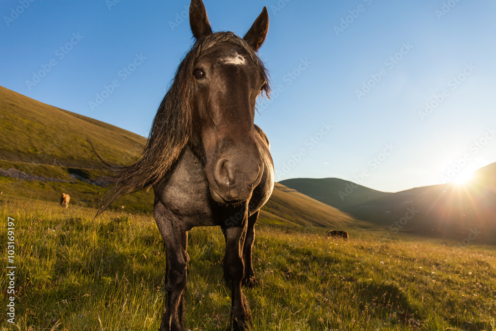 Buffo ritratto di un cavallo nero in una prateria nella luce dorata del ...