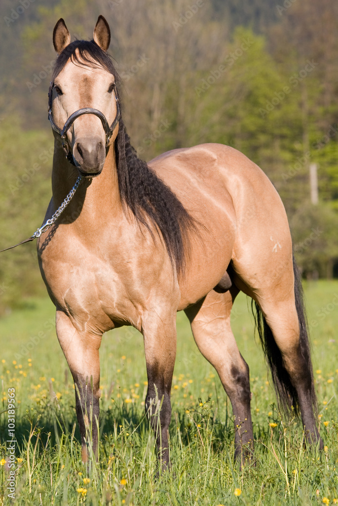 Beautiful American Quarter horse stallion posing Stock Photo | Adobe Stock