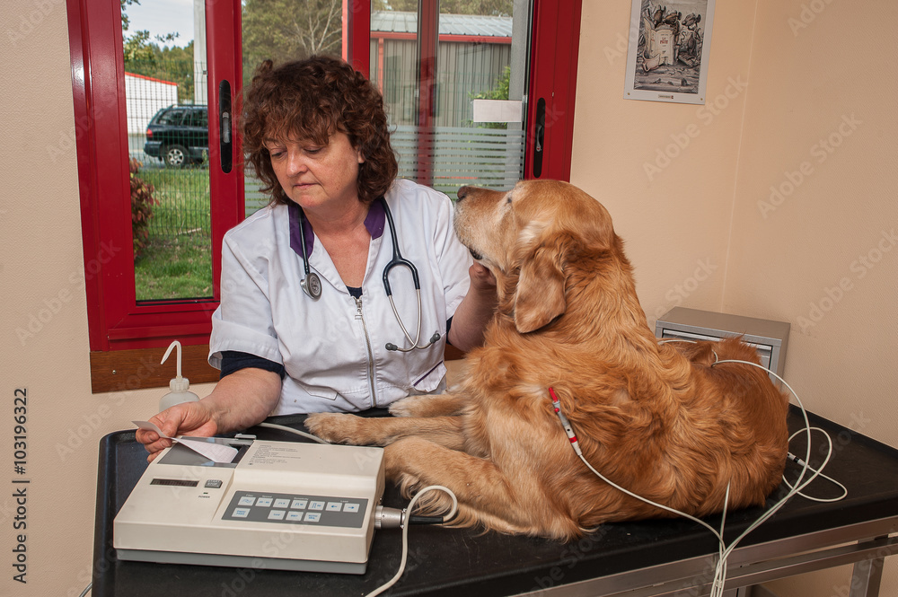 Vétérinaire, consultation de la bonne santé d'un chien, electro ...