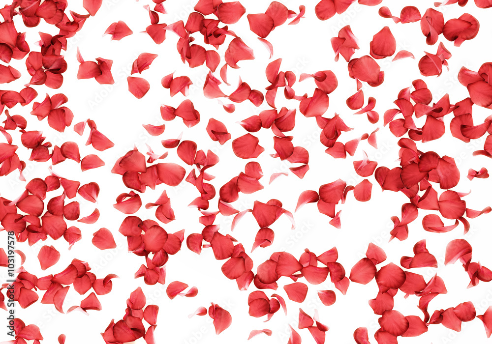 rose petals falling background Stock Photo | Adobe Stock