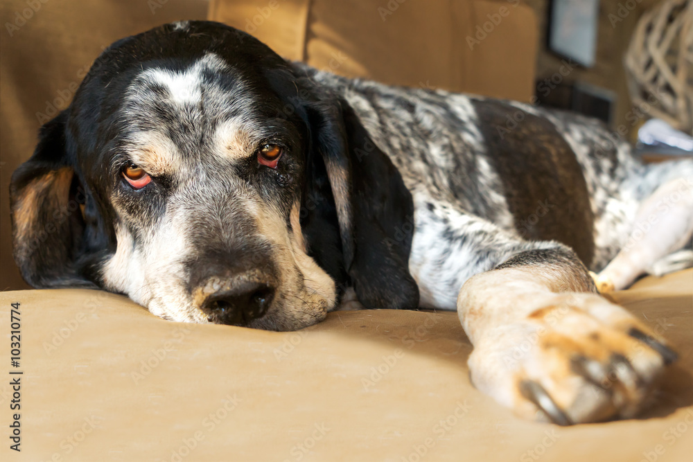 Can Dogs Eyes Get Red When Tired