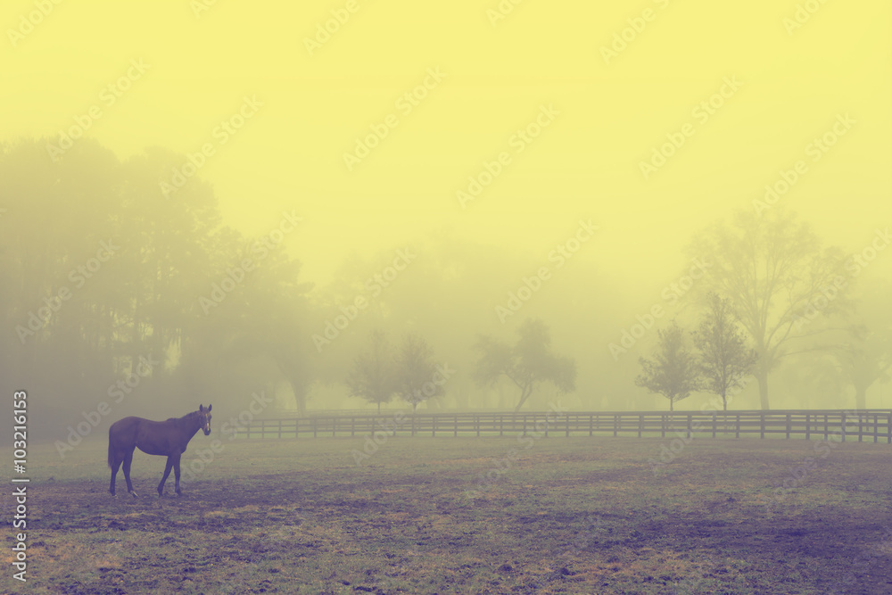 Lonely solitary horse equine in an open grassy field meadow pasture in ...