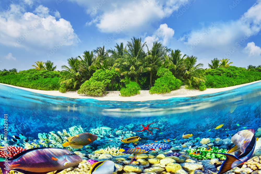 Tropical island and the underwater world in the Maldives. Thoddo ...