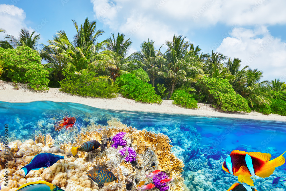 Tropical island and the underwater world in the Maldives. Thoddo Stock ...