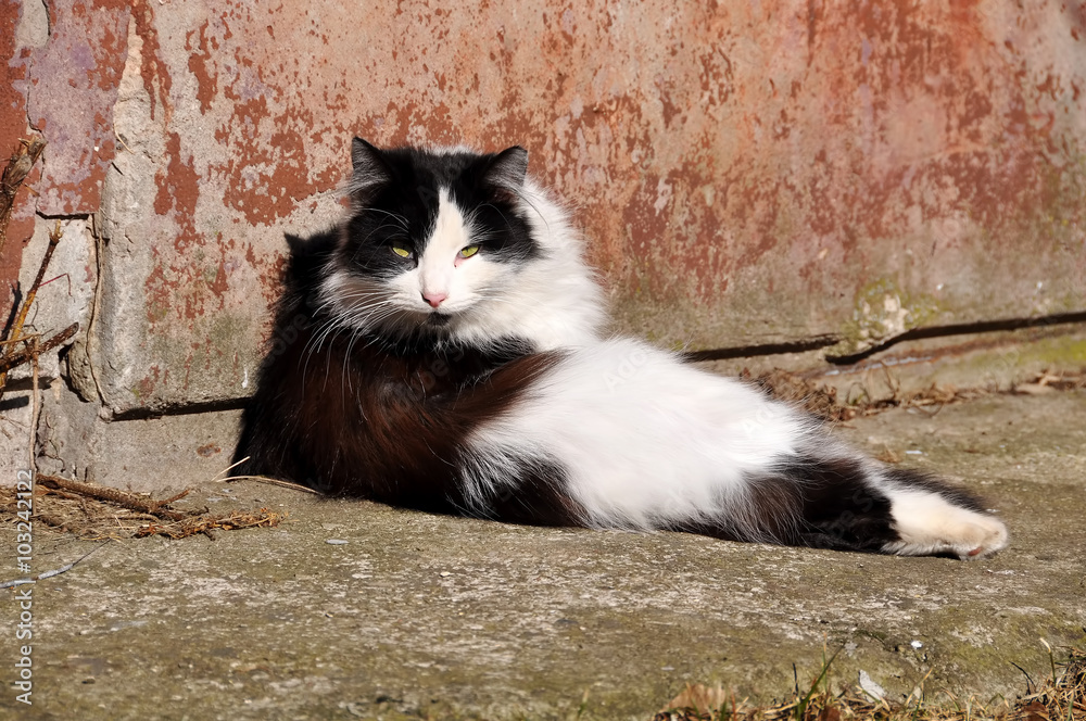 cat resting in a funny pose in the sun, cat basking in the sun and ...