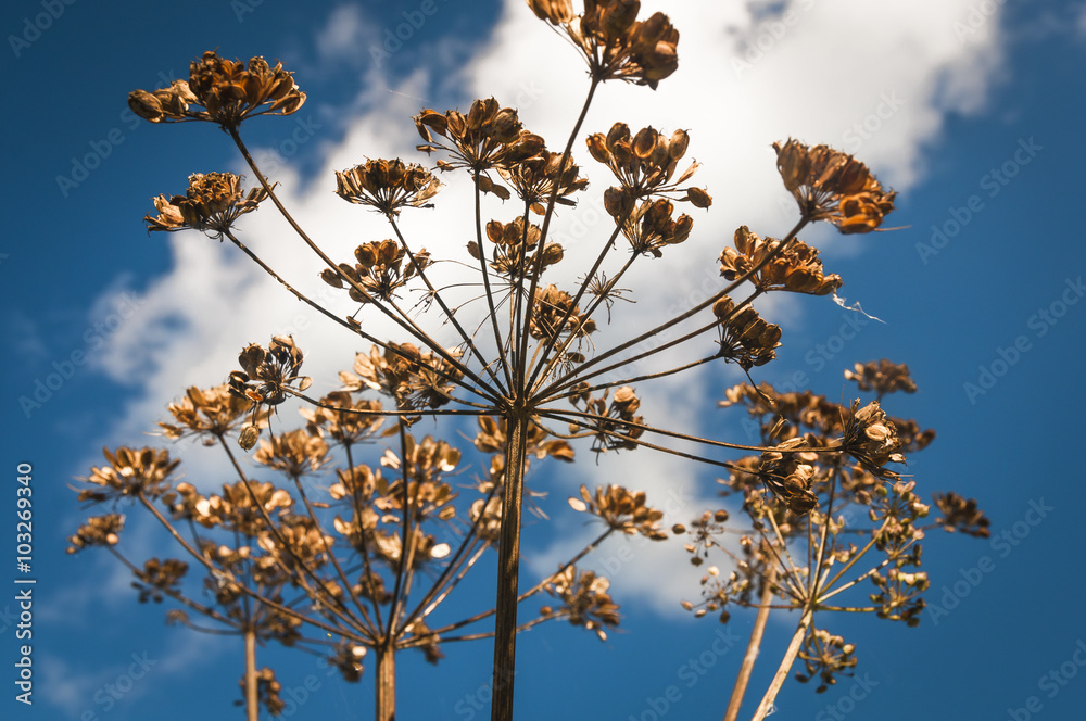 Dead seed heads of the Cow Parsley plant, Anthriscus sylvestris ...