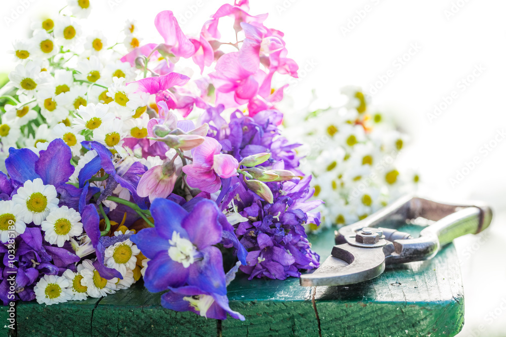 Beautiful various types of flowers in sunny garden Stock Photo | Adobe ...