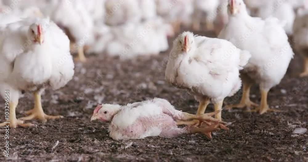 Intensive factory farming of chickens often leads to deformities and ...