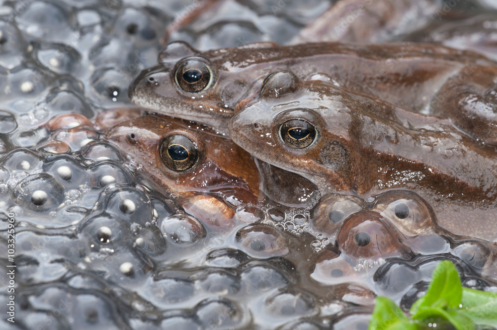 Rana bermeja Stock Photo | Adobe Stock