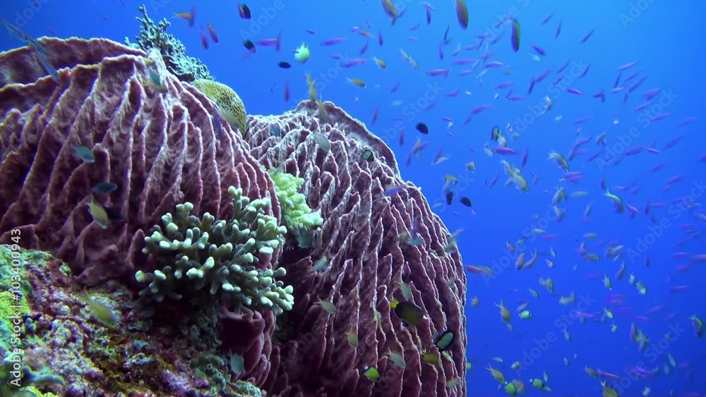 Vibrant coral reefs of the coral triangle of Indonesia Stock ビデオ ...