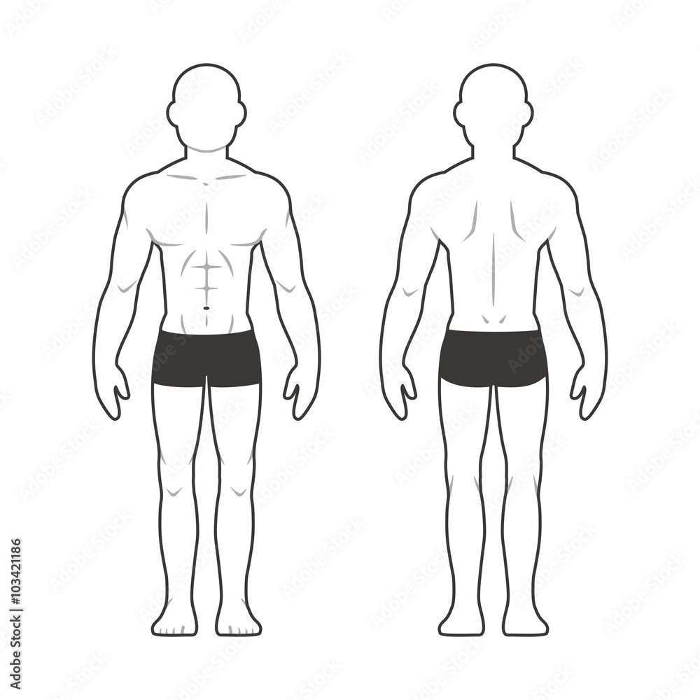Athletic male body chart Stock Vector | Adobe Stock