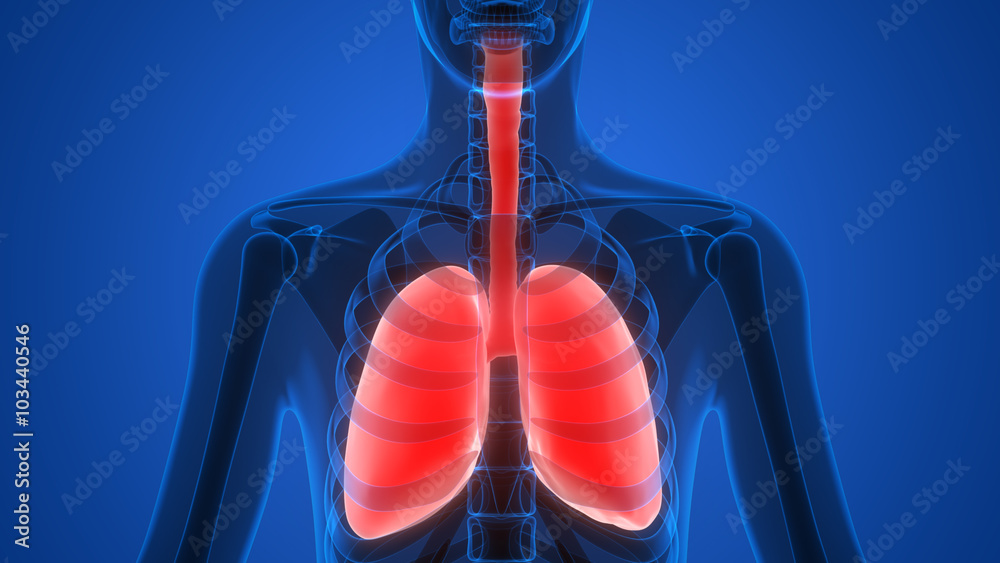 Human Body Organs (Lungs) Stock Illustration | Adobe Stock