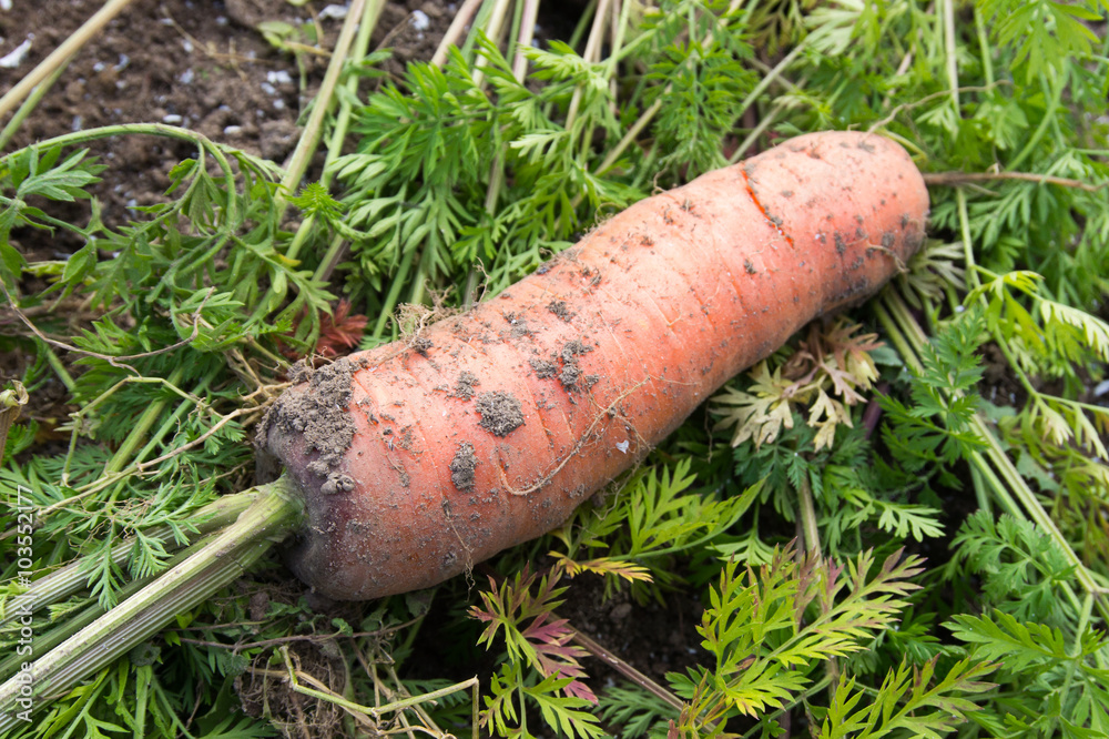 Unwashed Carrot Stock Photo | Adobe Stock
