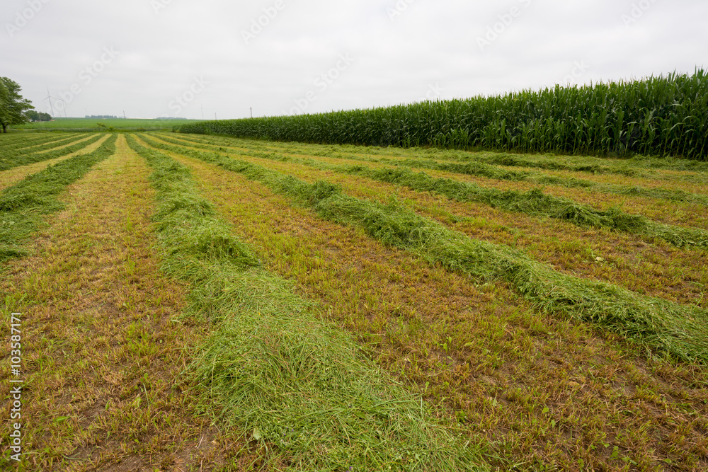 Grass Field Stock-Foto | Adobe Stock