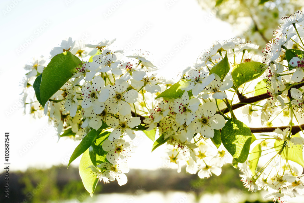 Fruitless Mulberry Trees