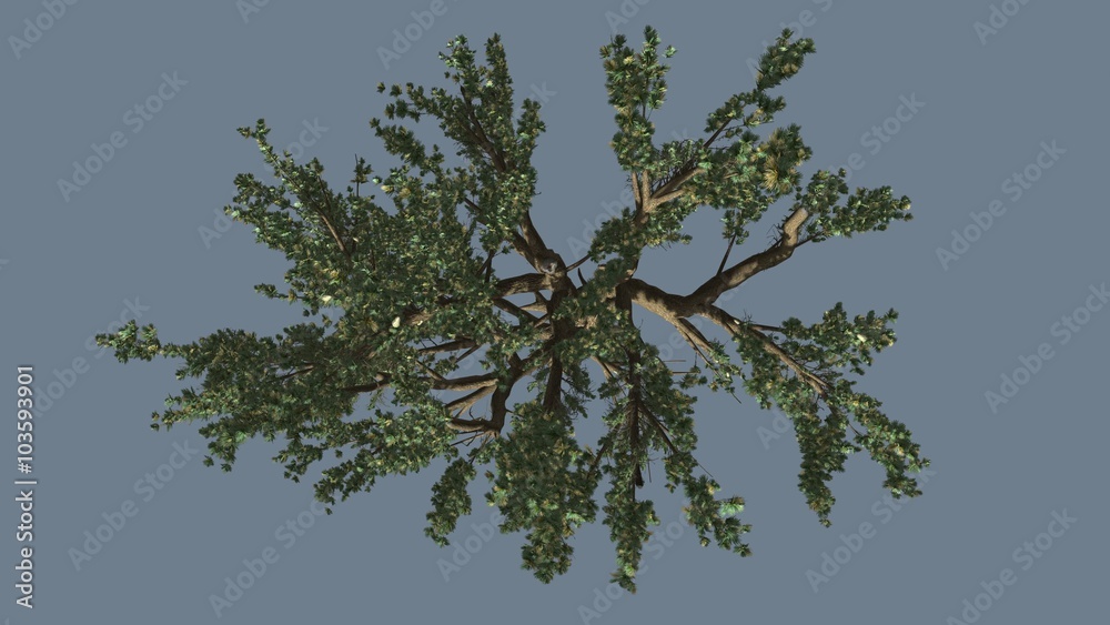 Cedar of Lebanon Tree Crown Top Down Tree Swaying Windy Day Green Tree ...