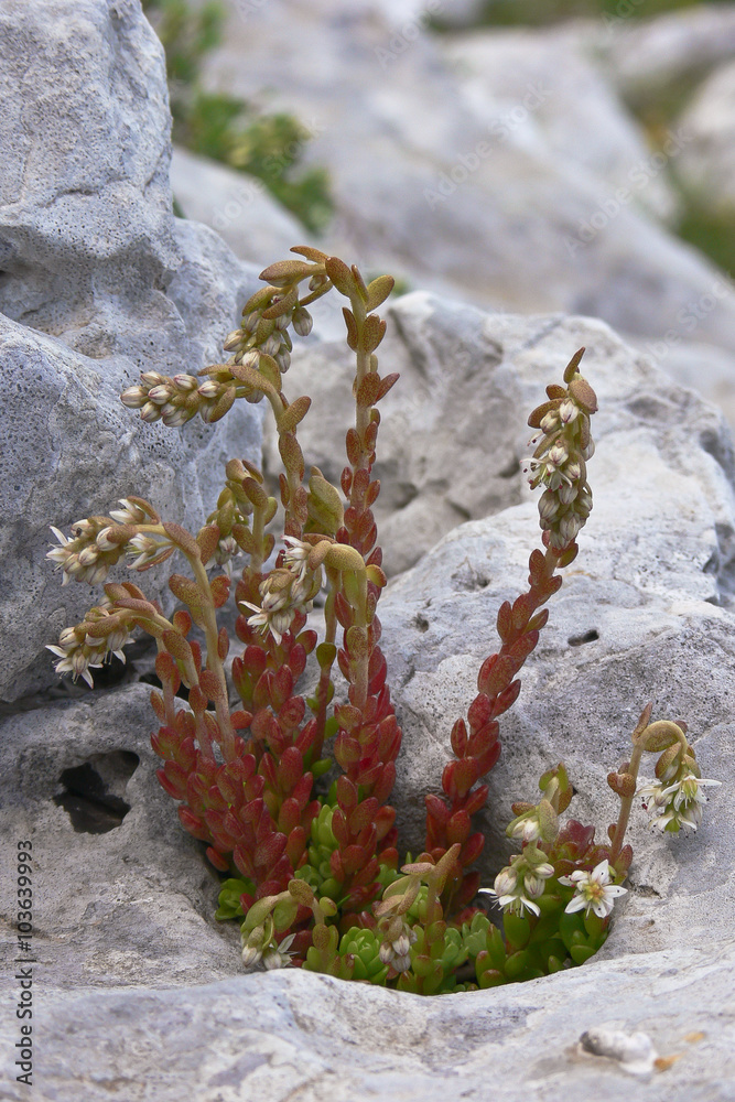 pianta di Sedum sp. tra le rocce Stock Photo | Adobe Stock