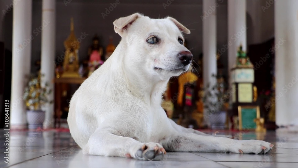 white dog lying in front of the altar in a Buddhist temple Wat Phra ...