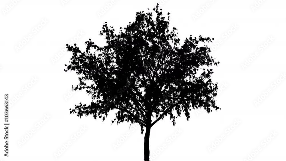 Peachtree With Flowers Spring Small Tree Silhouette Animated Tree is ...