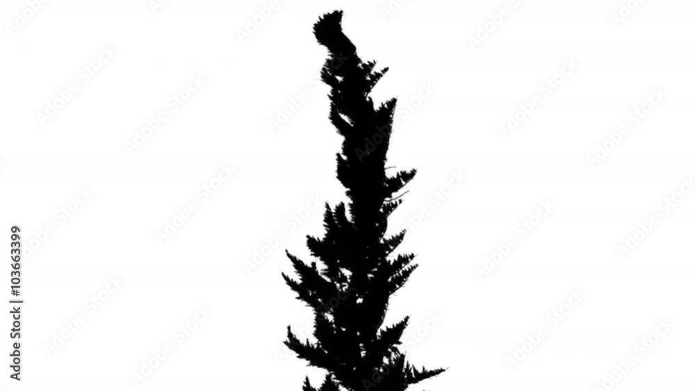 Hollywood Juniper Shrub Silhouette Animated Tree Coniferous Evergreen ...