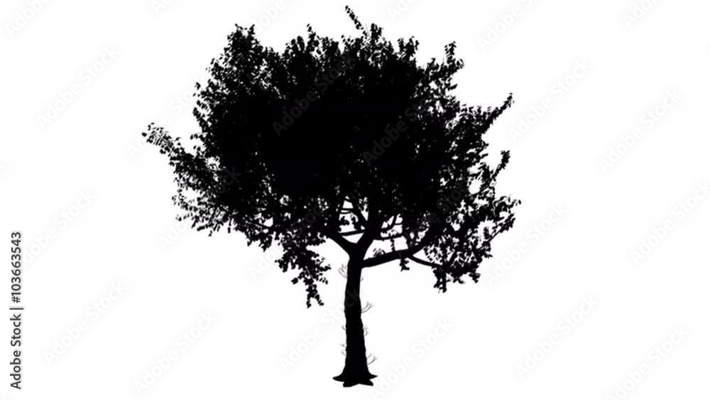 Red Oak Quercus Rubra Thin Trunk Rounded Crown Silhouette of Animated ...