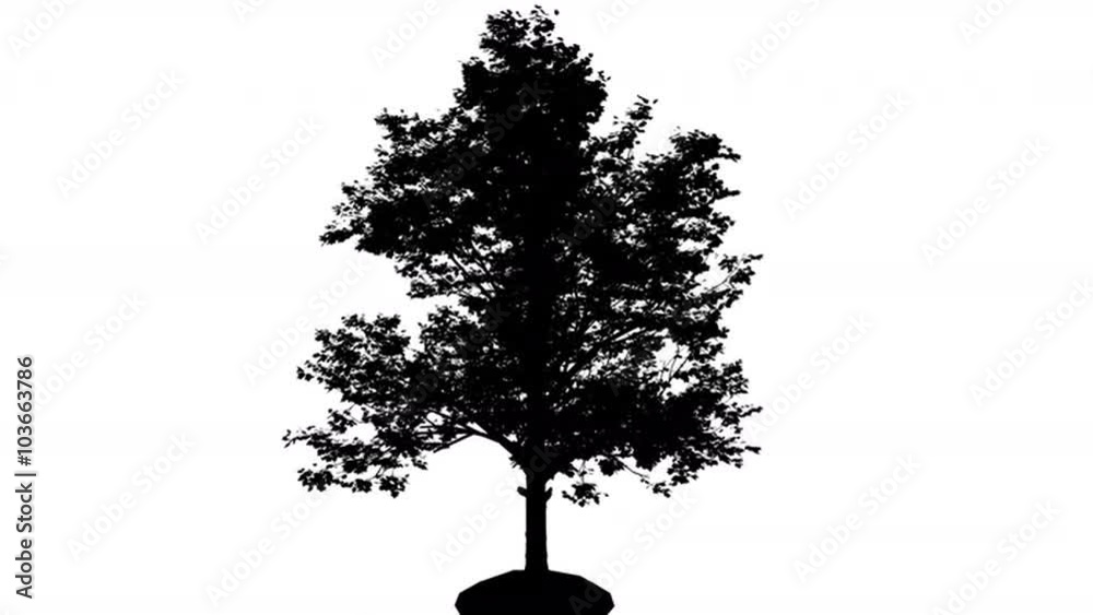 Red Maple Silhouette of Animated Tree is Swaying at The Wind Acer ...